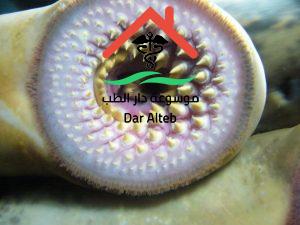 الاسماك اللافكية معلومات هامة تعرف عليها